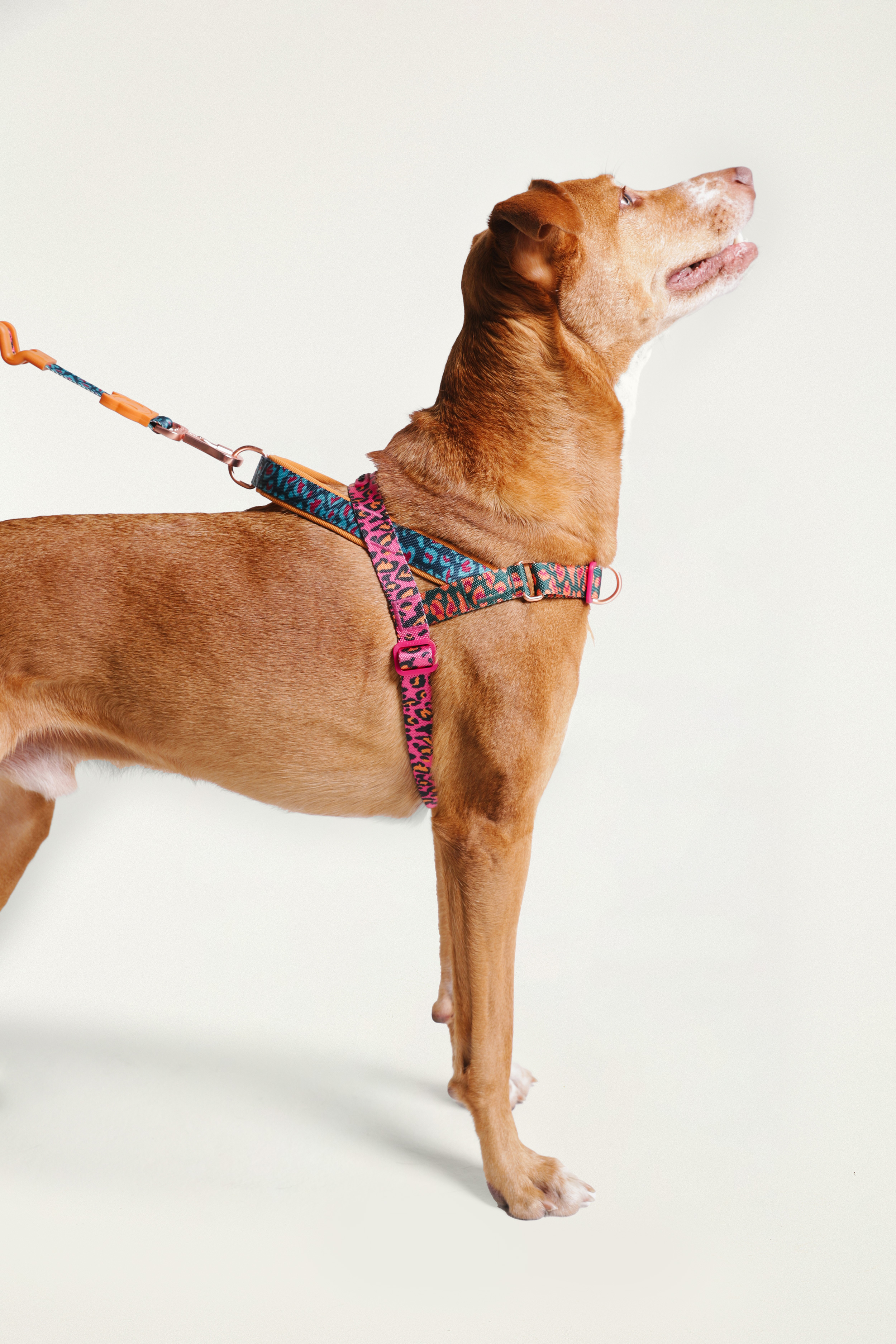 Peitoral Softwalk Farm Zee.Dog Selva